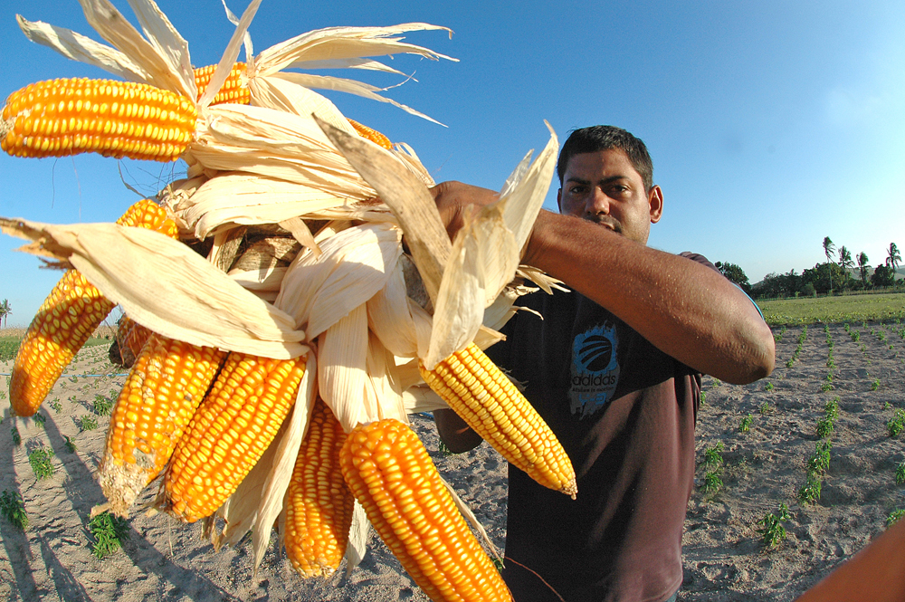 Safra de milho em Sergipe tem expectativa positiva para 2019 - O que é ...