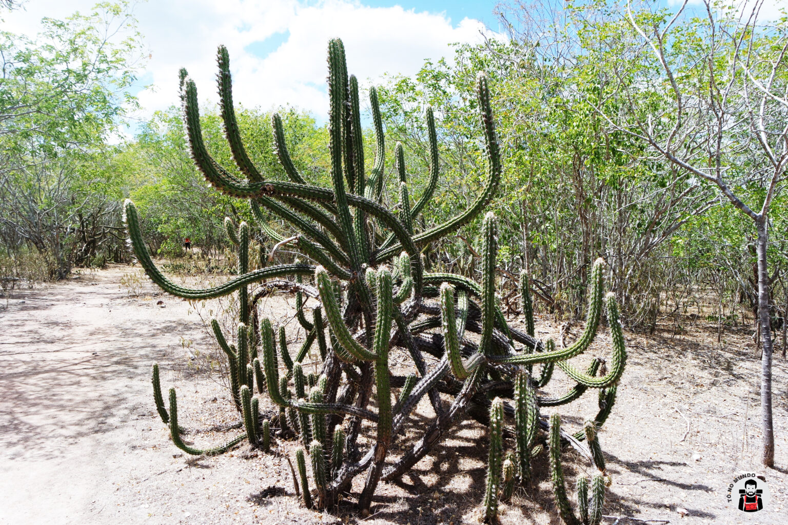 Grota do Angico (SE): Ecoturismo, Cangaço e Velho Chico - O que é ...