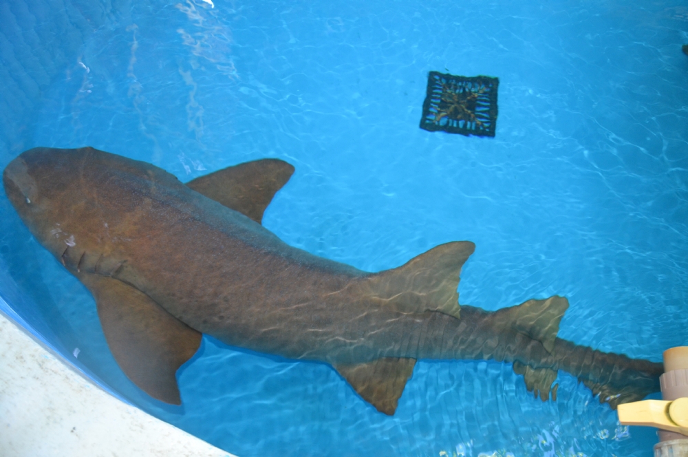 Tubarão lixa se reproduz em aquários de Sergipe - O que é notícia em ...