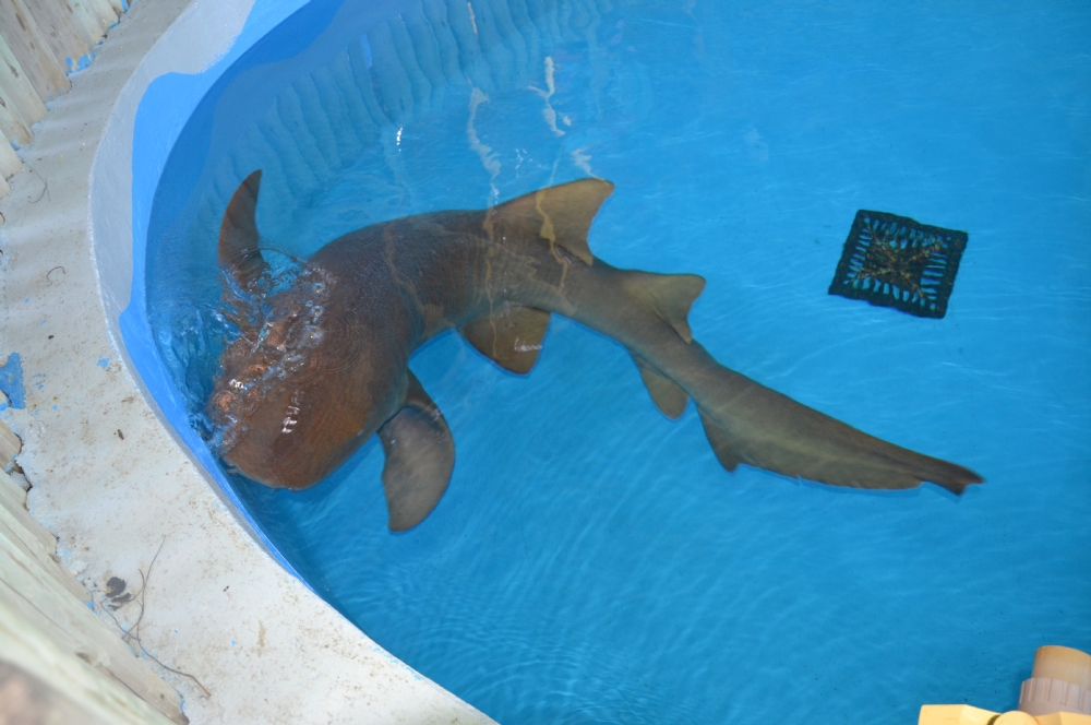 Tubarão lixa se reproduz em aquários de Sergipe - O que é notícia em ...